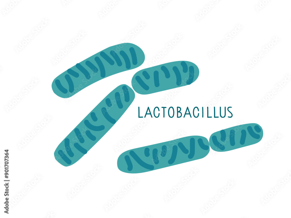 Probiotics. Lactic acid bacterium. Lactobacillus vector illustration ...