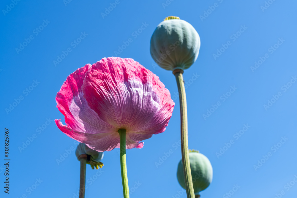 Pink Poppy flower of the Papaver. Somniferum Giganteum or “Giant Poppy ...