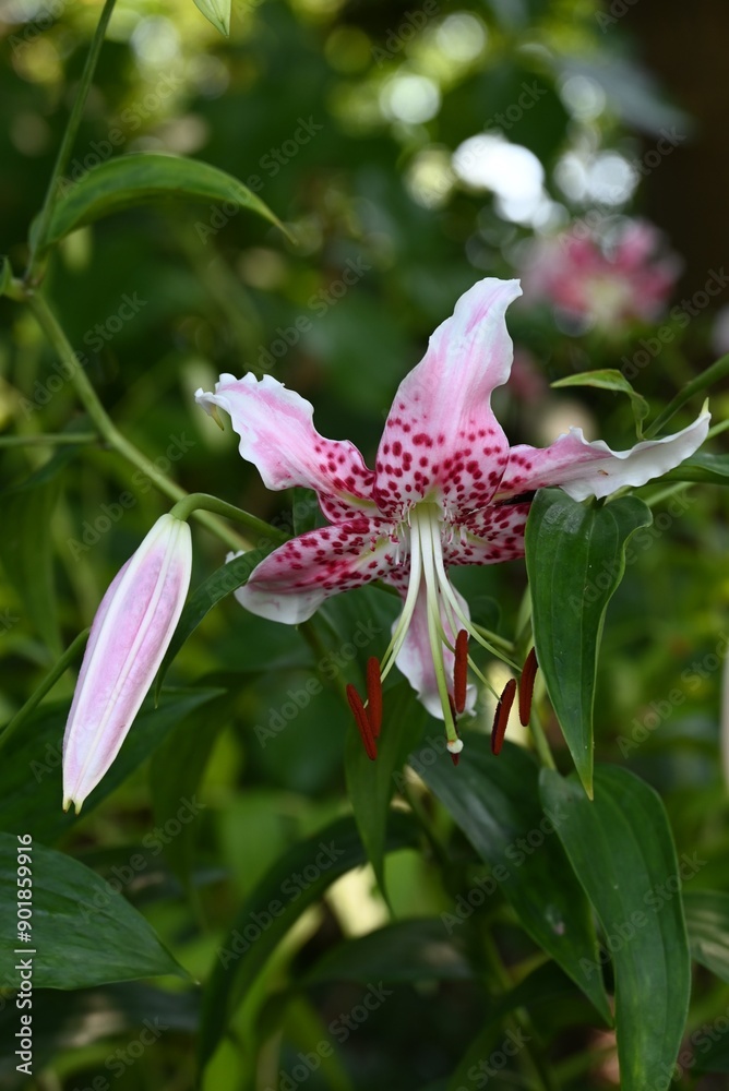 Lilium speciosum (Brilliant lily) flowers. The flowers with deep red ...