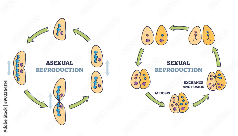 Asexual vs sexual cellular reproduction types comparison outline ...