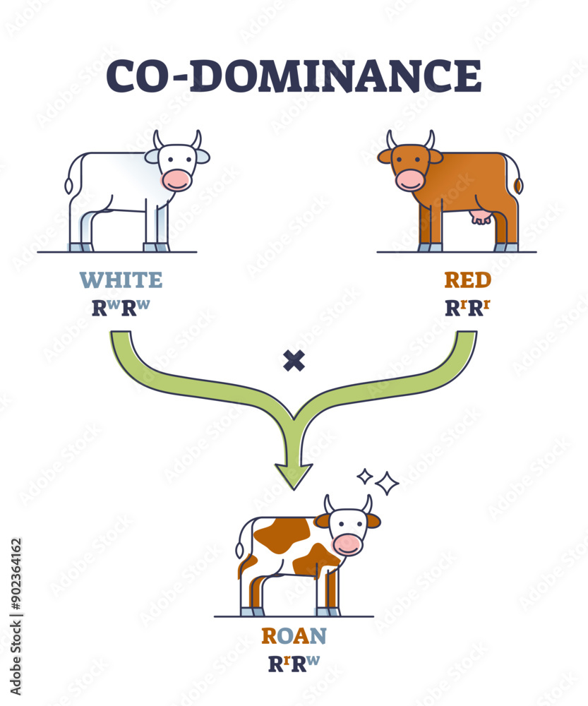 Co-dominance as alleles heterozygote expression inheritance outline ...