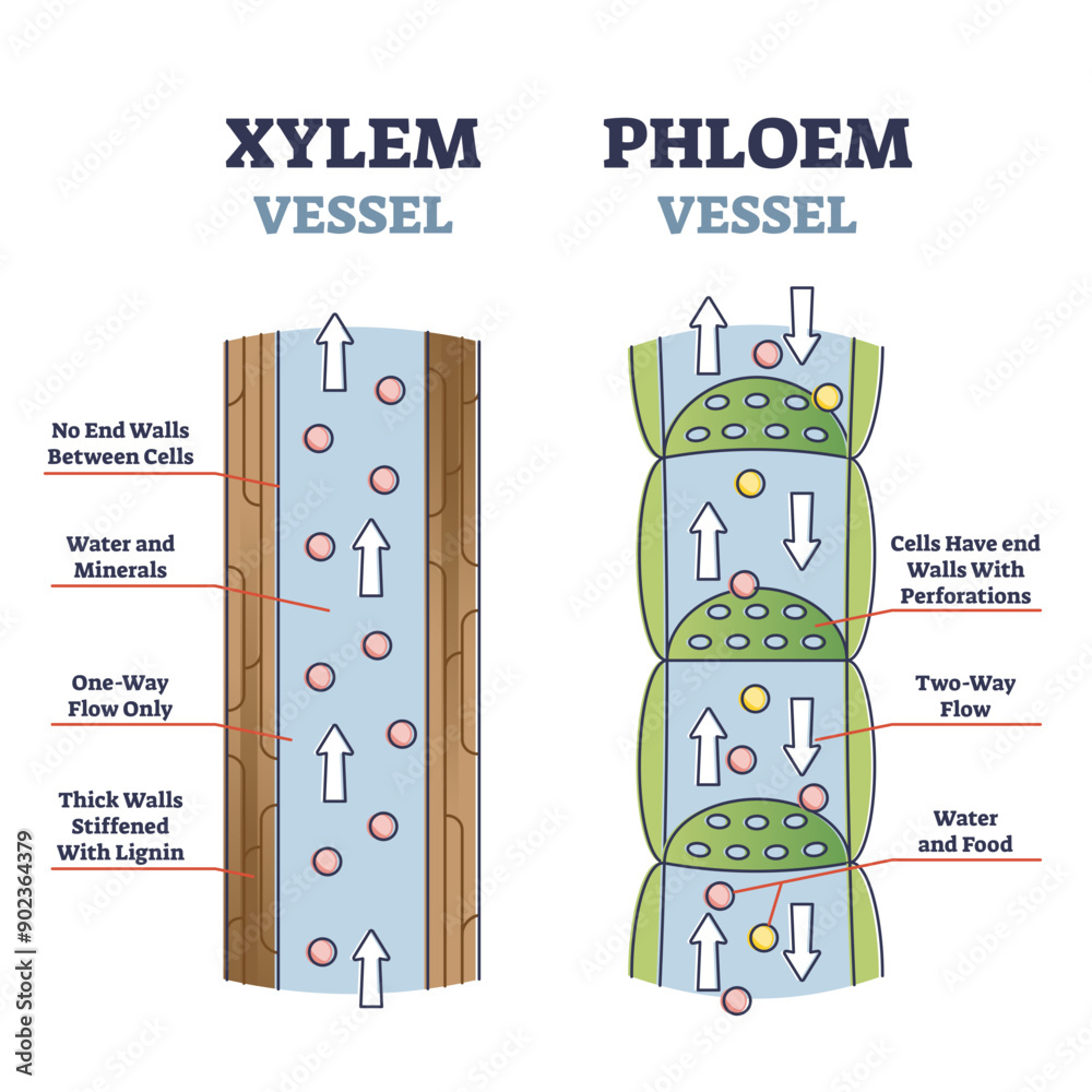 Xylem and phloem water and minerals transportation system outline ...