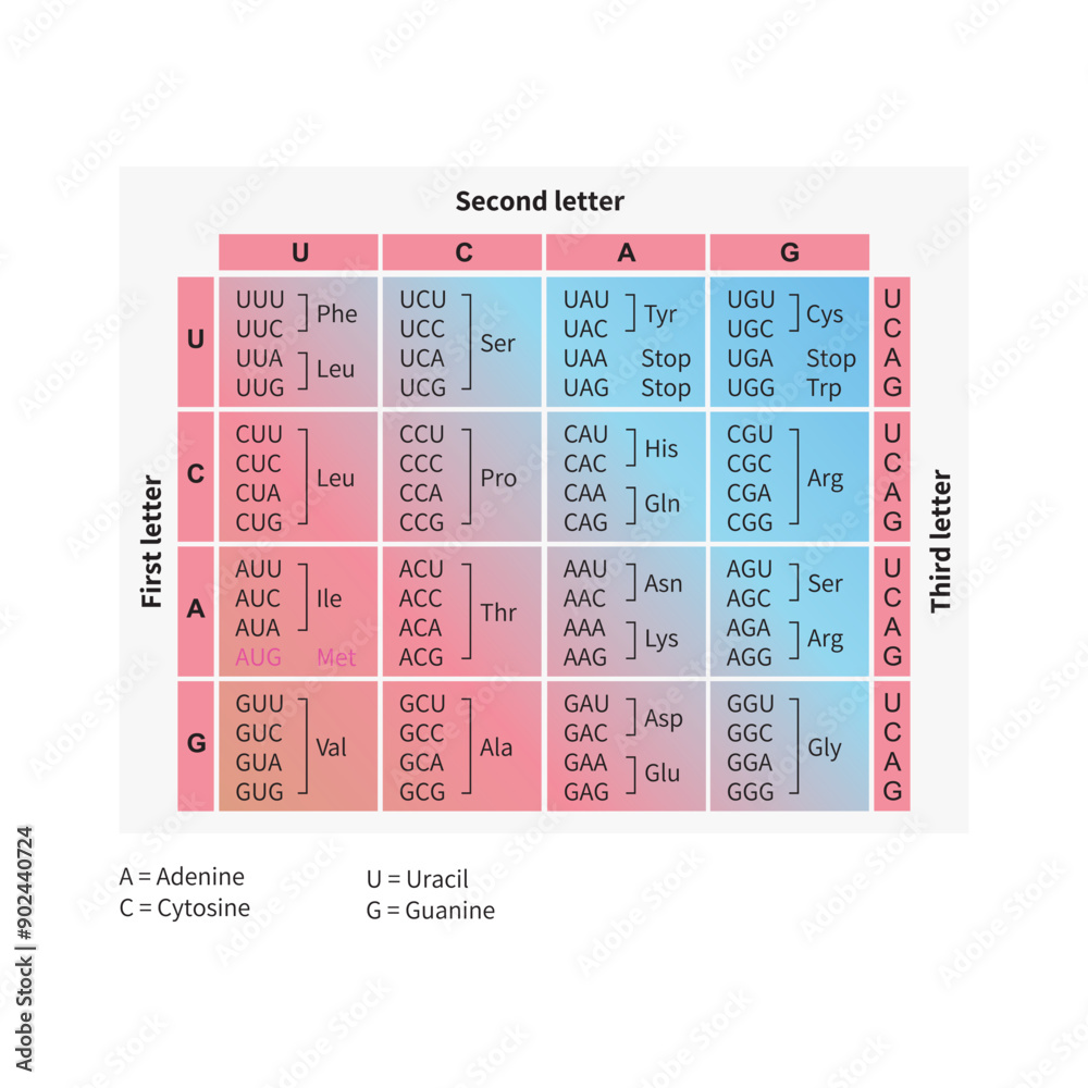 Table of RNA Codons - Genetic biological code of amino acids. Amino ...