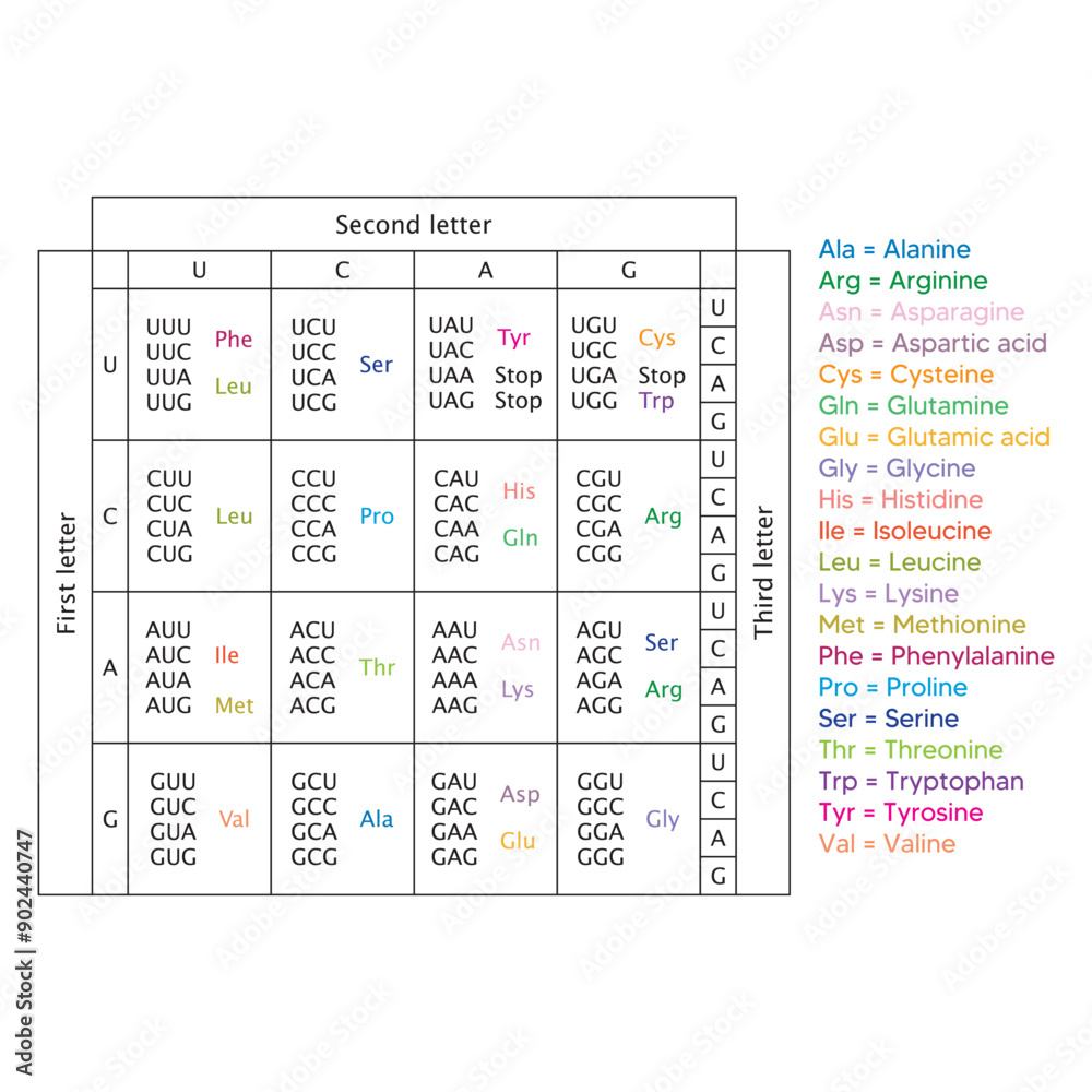 Table of RNA Codons - Genetic biological code of amino acids. Amino acid sequence chart. Eps 10 ...