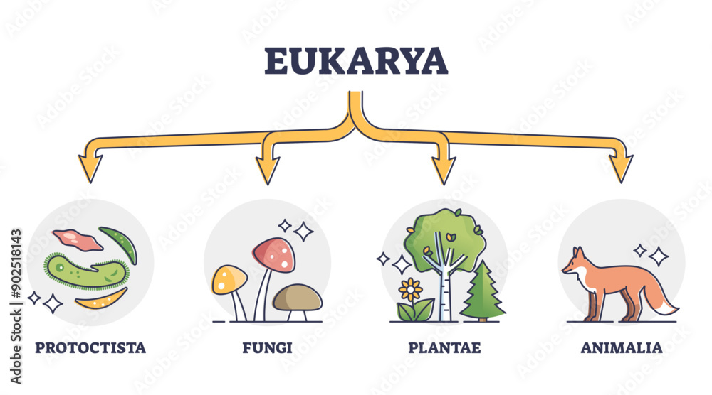 Eukaryotes and eukarya as enclosed nucleus organisms division outline ...