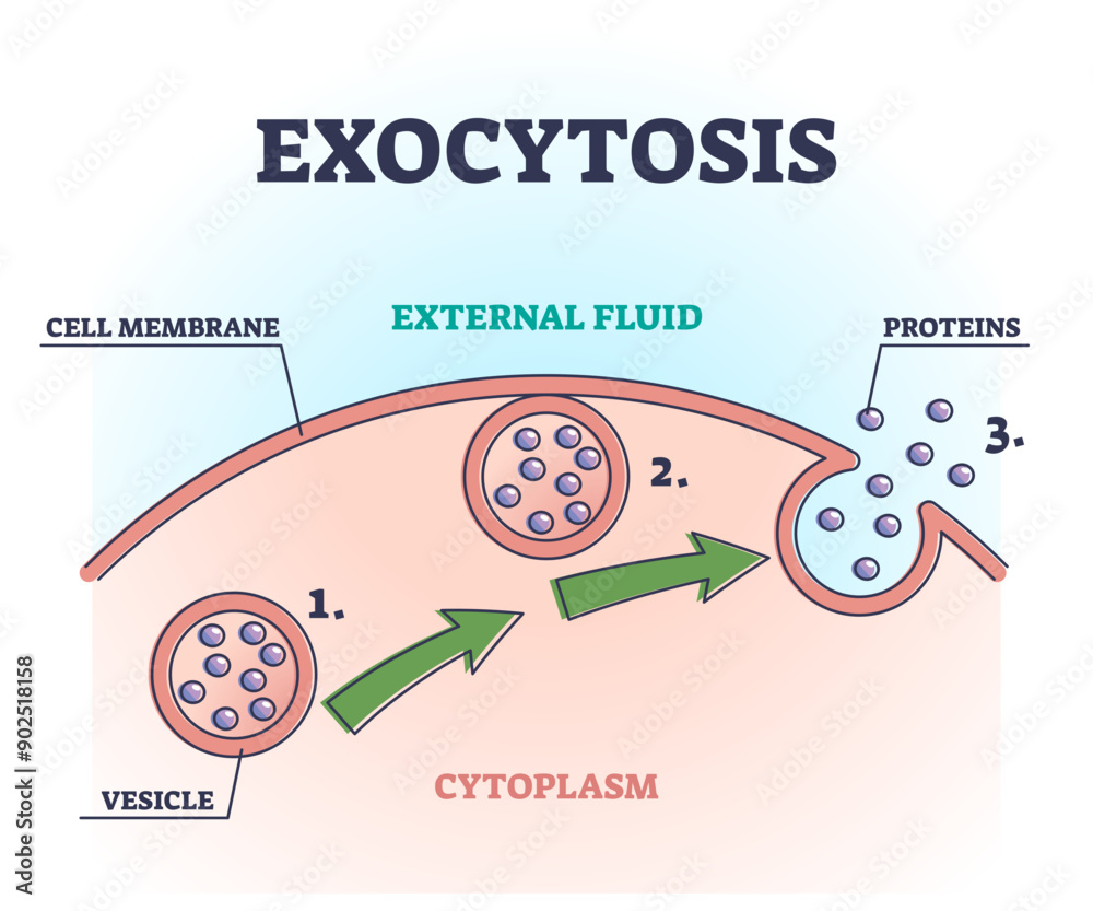 Exocytosis process explanation as proteins release mechanism outline ...