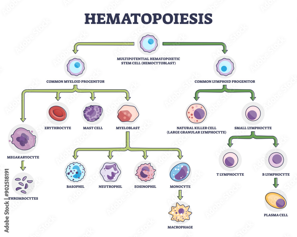 Hematopoiesis as blood cellular components formation outline diagram, transparent background ...