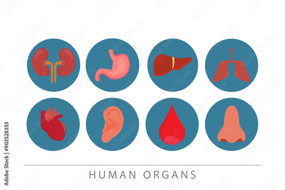 Human Organ Anatomy creative Icon Set. Liver, kidney, Ear, Stomach ...