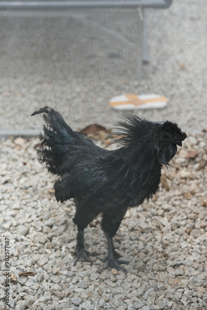 The Ayam Cemani is a rare and striking chicken breed known for its all ...