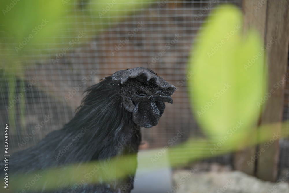 The Ayam Cemani is a rare and striking chicken breed known for its all ...