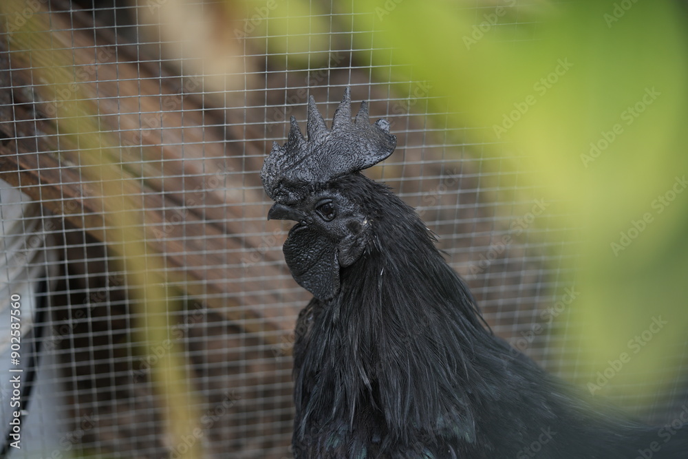 The Ayam Cemani is a rare and striking chicken breed known for its all ...