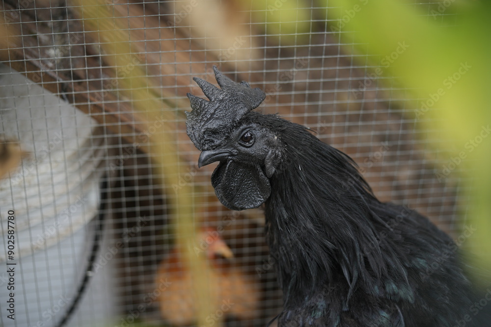 The Ayam Cemani is a rare and striking chicken breed known for its all ...