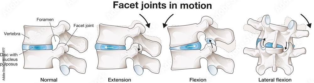 The mobility of the lumbar vertebrae. Facet joint. Medical illustration ...