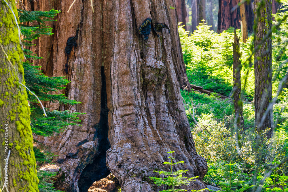 Sequoia National Park and Kings Canyon. Giant sequoia trees, forest ...