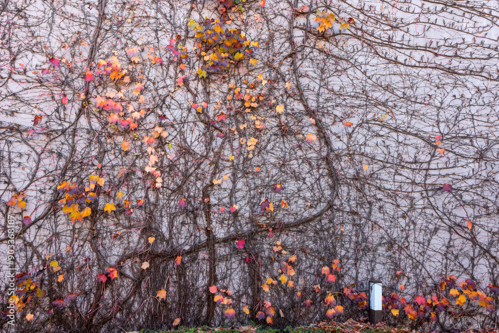 Autumnal and front view of ivy trees with maple leaves and stems on the ...