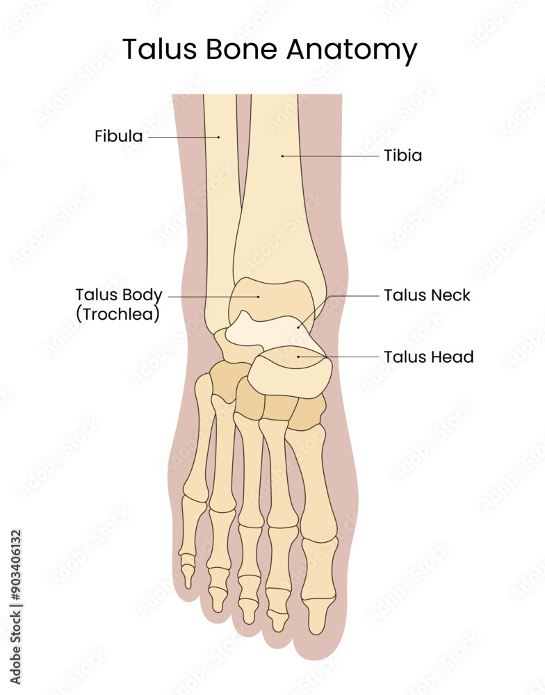 Diagram of Talus Bone Anatomy Stock Vector | Adobe Stock
