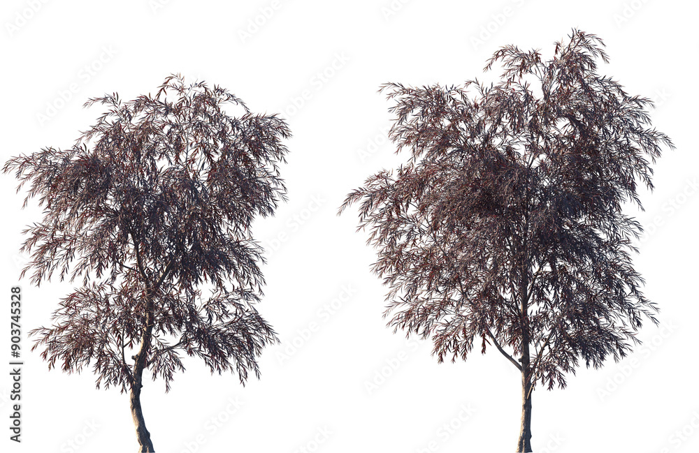 Agonis flexuosa burgundy (Burgundy Willow Myrtle, Weeping Peppermint ...