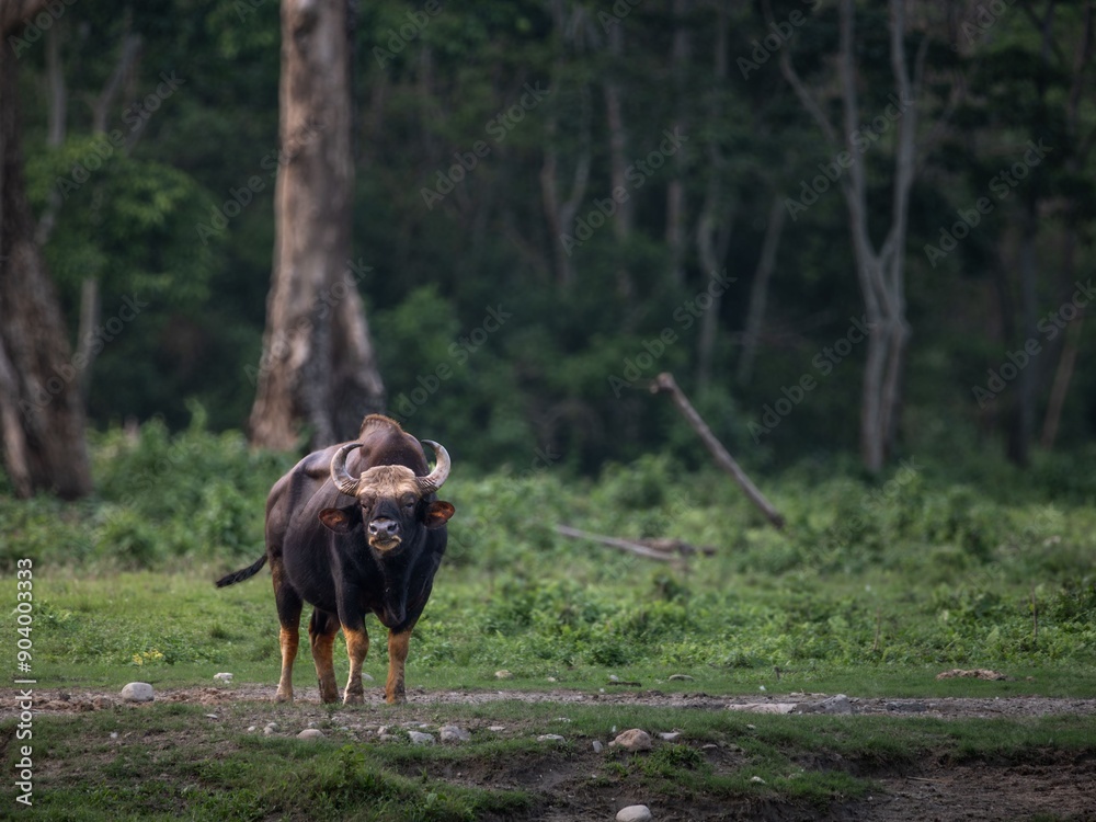 Indian Gaur also Called as indian Bison Stock Photo | Adobe Stock