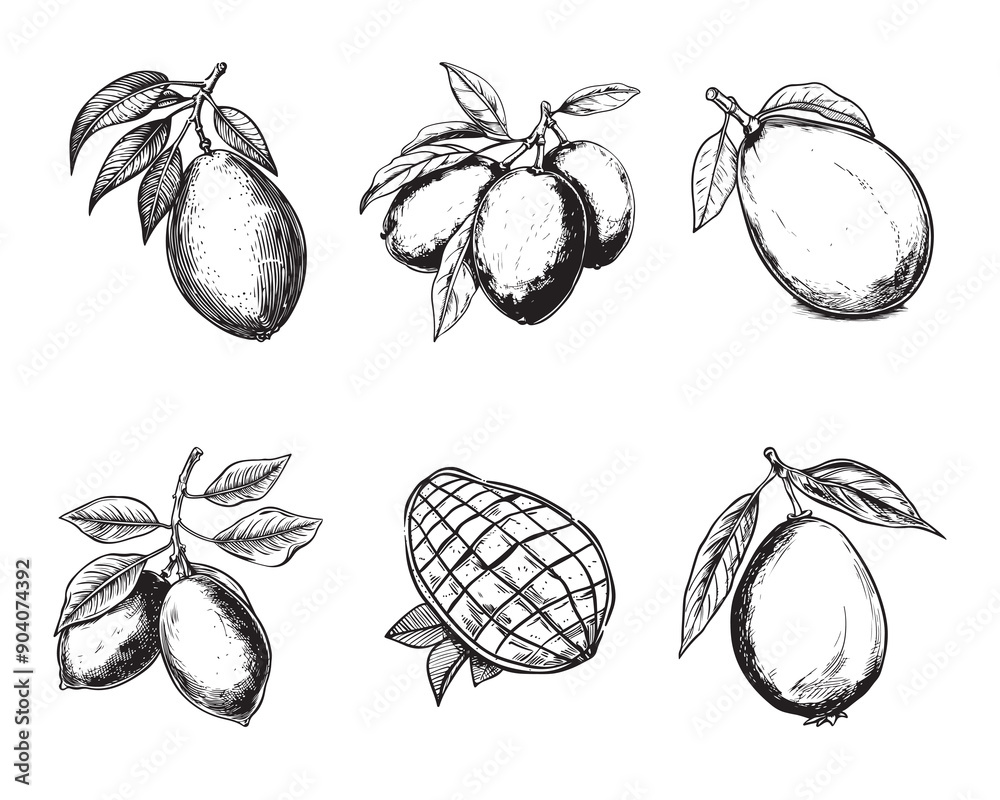Set of mangoes vector illustrations - hand drawn mangoes - black and ...