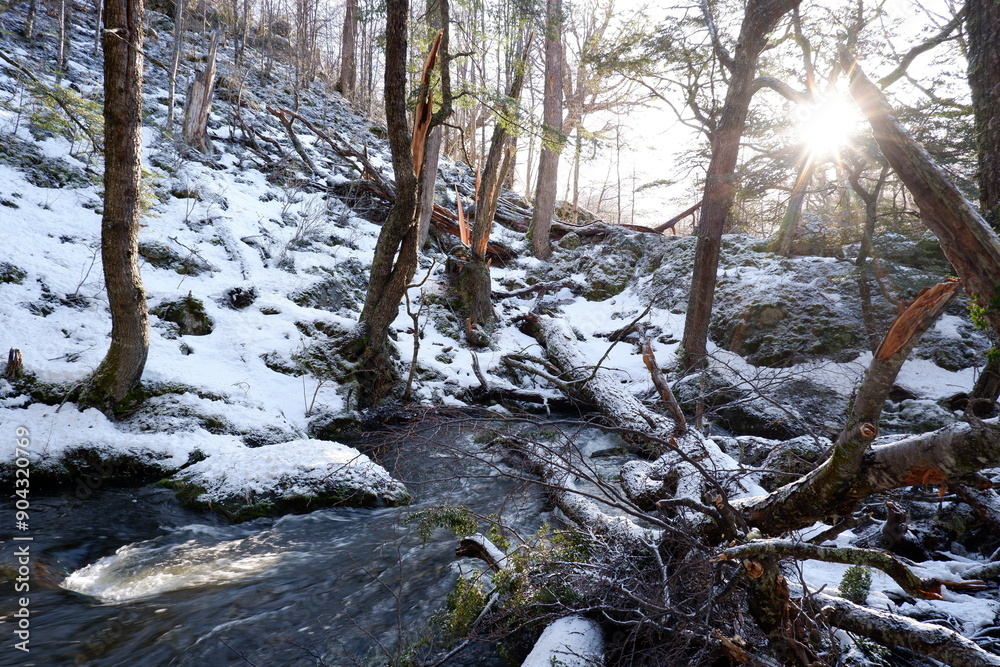 Sun shining through the forest over the Pingo River in Torres del Paine ...