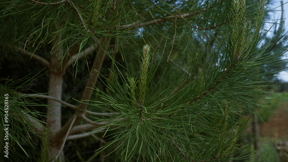 A close-up shot of an aleppo pine pinus halepensis in an outdoor ...