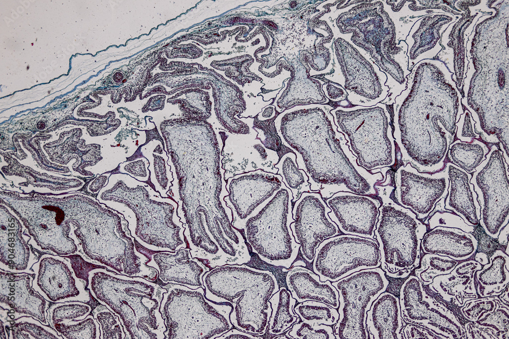 Anatomy and Histological Uterine tube, Uterus, Vagina, Ovary and Testis ...