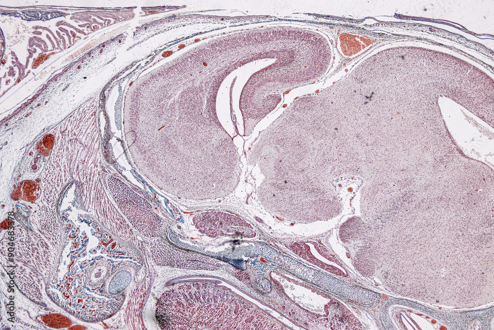 Anatomy and Histological Uterine tube, Uterus, Vagina, Ovary and Testis ...
