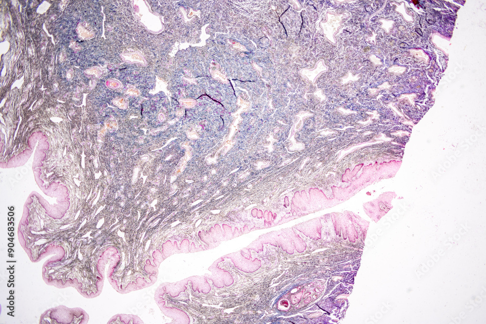 Anatomy and Histological Uterine tube, Uterus, Vagina, Ovary and Testis ...