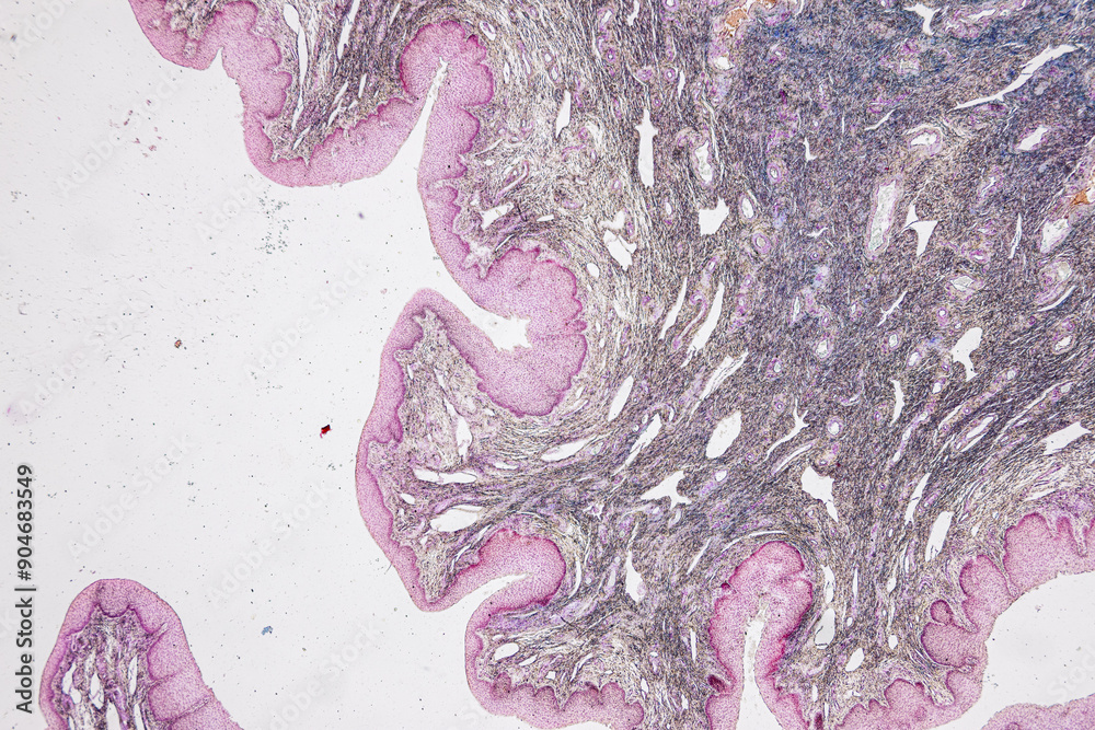 Anatomy and Histological Uterine tube, Uterus, Vagina, Ovary and Testis ...