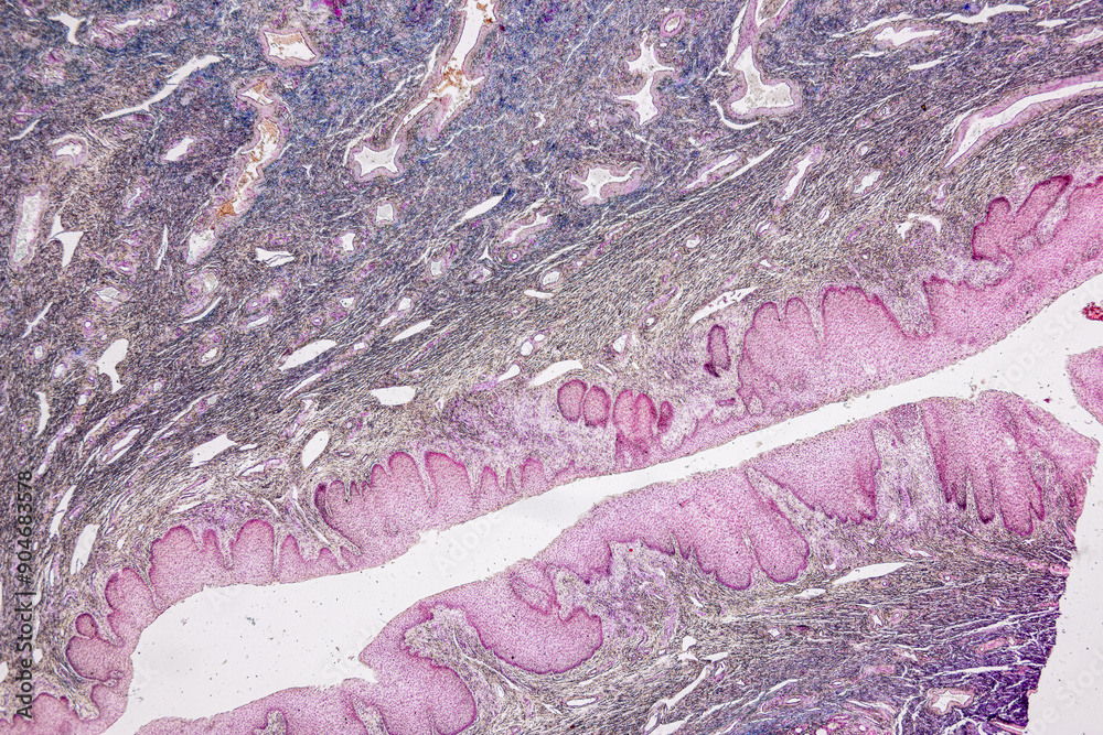 Anatomy and Histological Uterine tube, Uterus, Vagina, Ovary and Testis ...