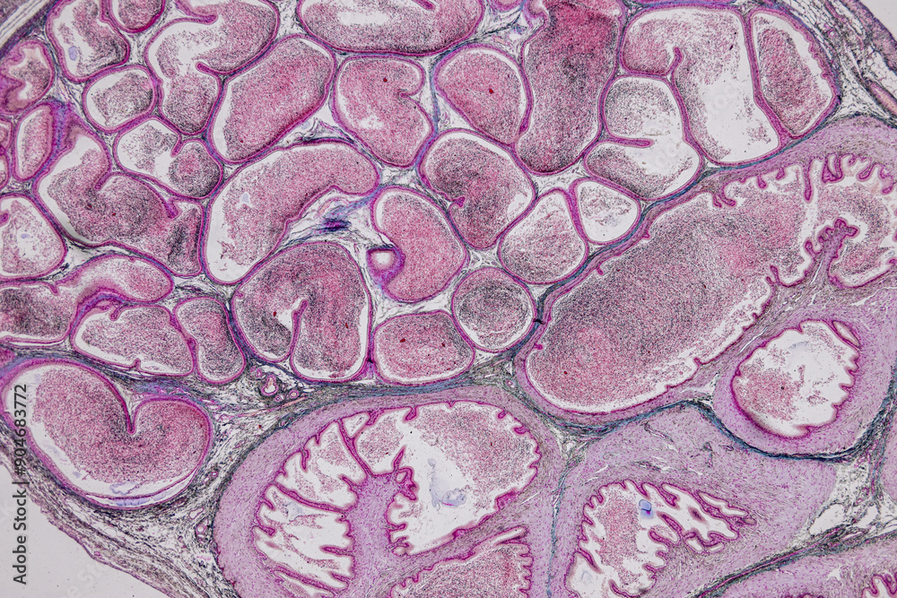 Anatomy and Histological Uterine tube, Uterus, Vagina, Ovary and Testis ...
