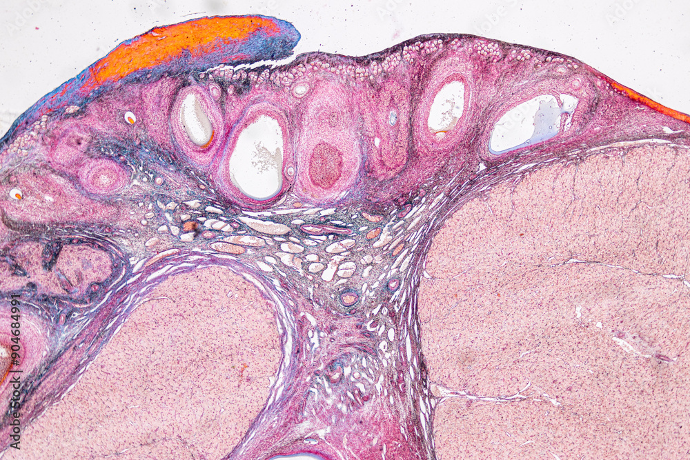 Anatomy and Histological Uterine tube, Uterus, Vagina, Ovary and Testis ...