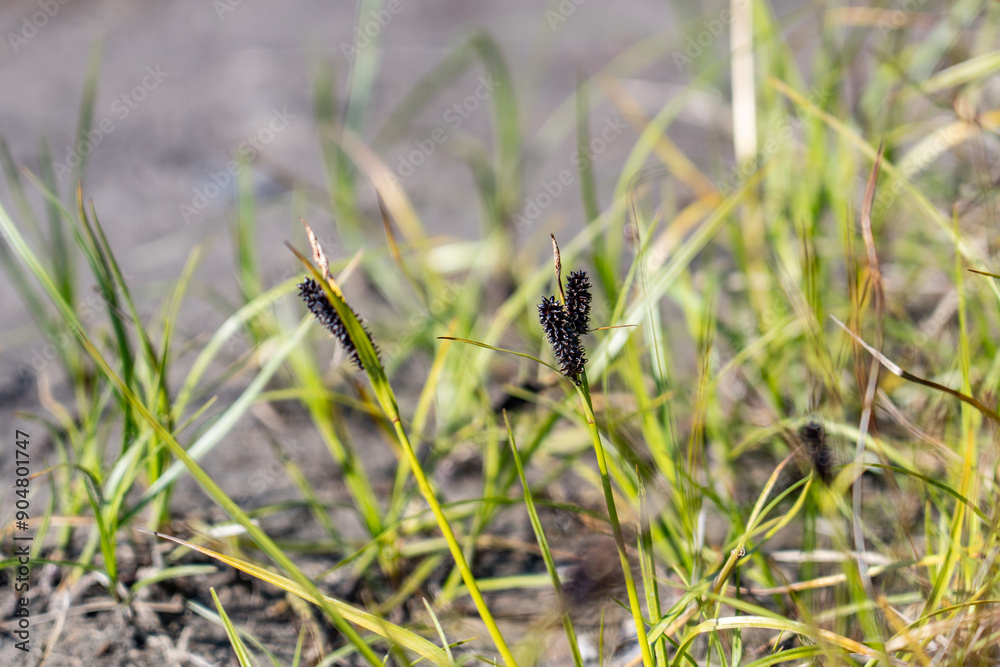 Carex saxatilis is a species of sedge known by the common names rock ...