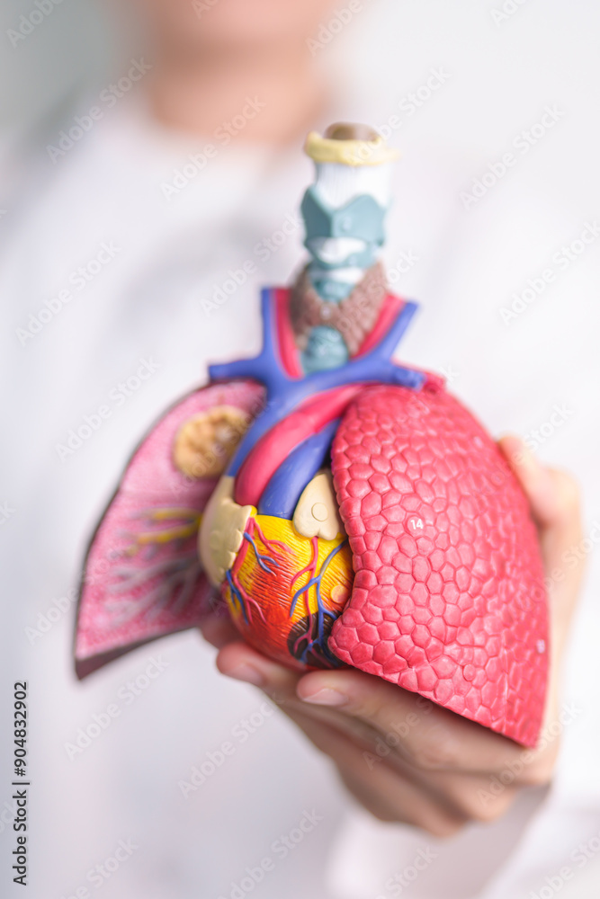 Doctor with Respiratory system anatomy for Diseases. Lung Cancer ...