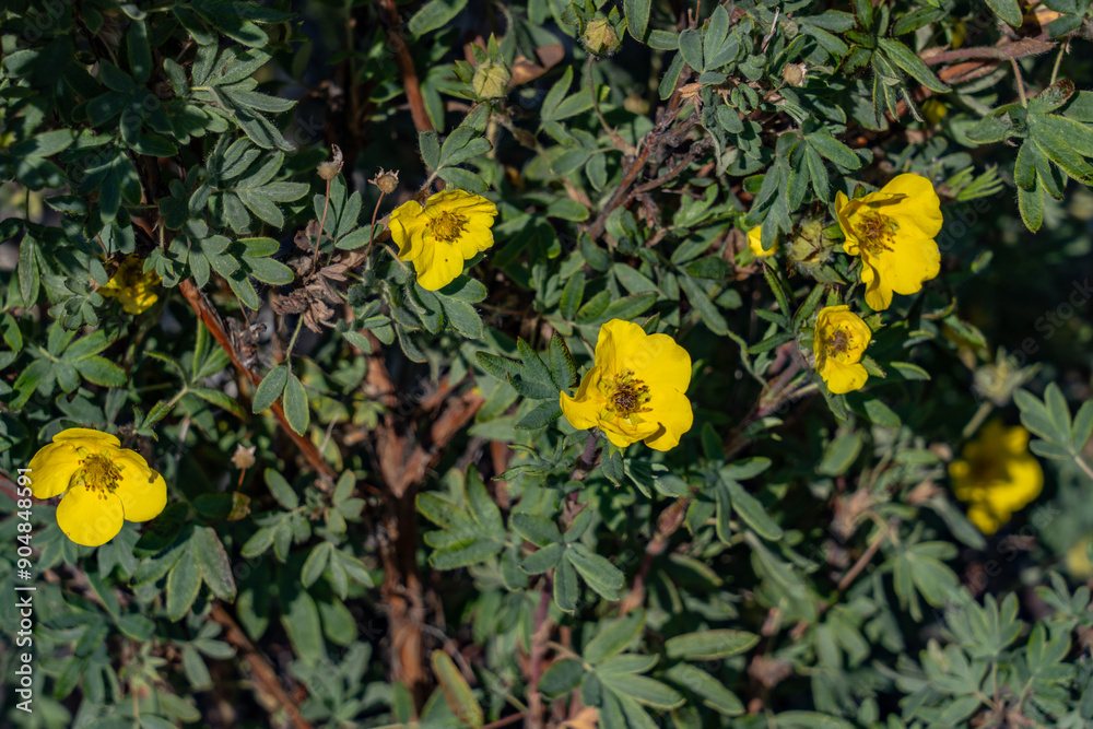 Savage River canyon, Denali National Park, Alaska. Dasiphora fruticosa ...