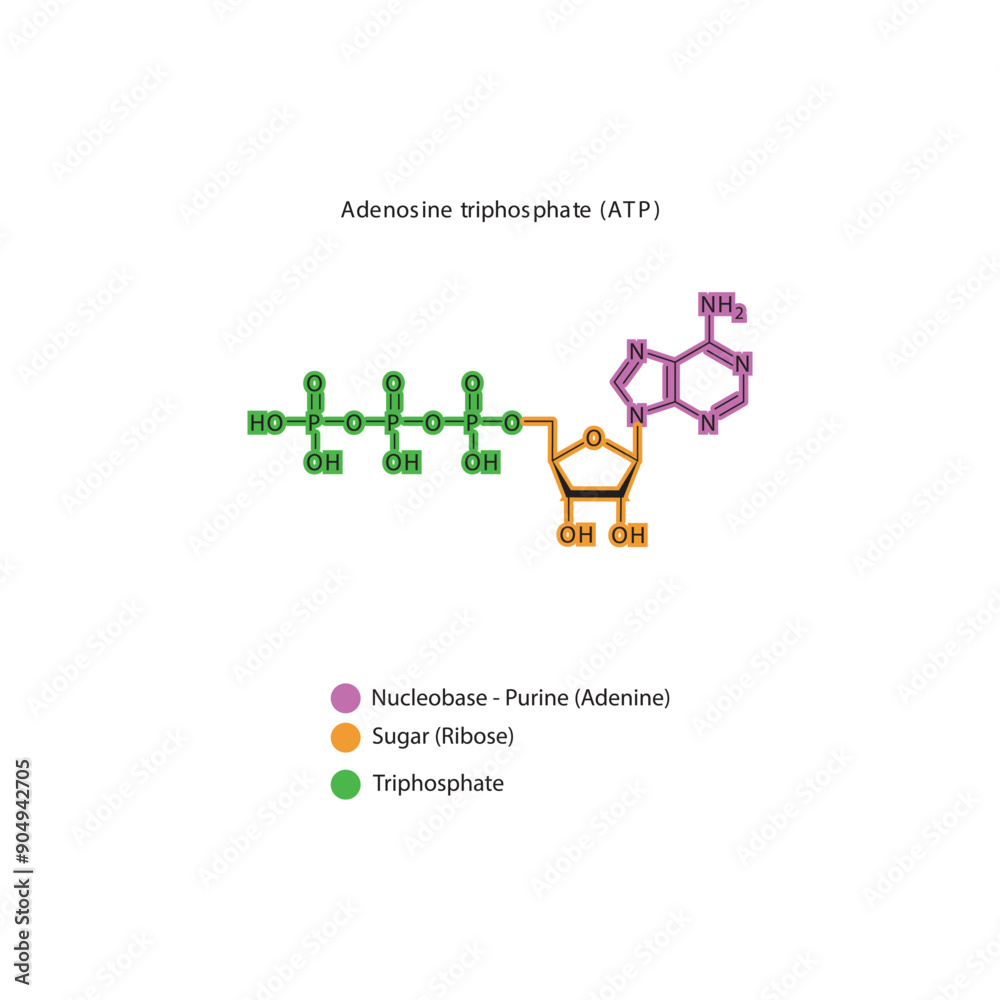 Adenosine Triphosphate Atp Skeletal Structure Schematic Illustration Nucleoside Molecule