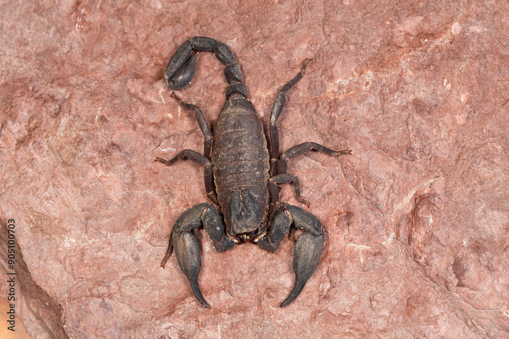 Chaerilus sp. adult female from Reasi, Jammu & Kashmir. This scorpion ...