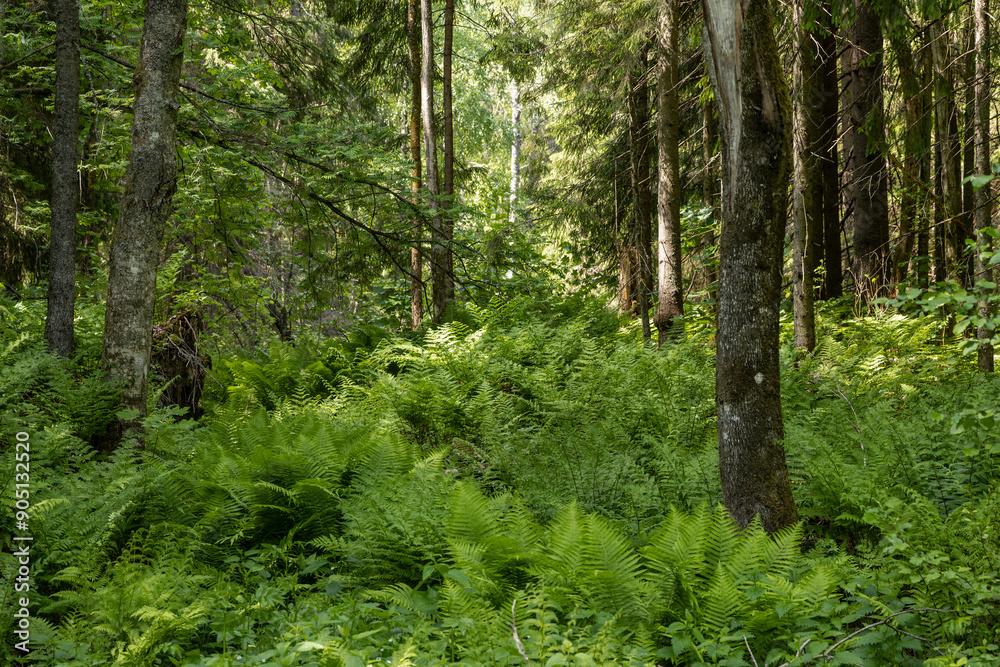 Summer forest landscape. Fern thickets among trees in a dense forest ...
