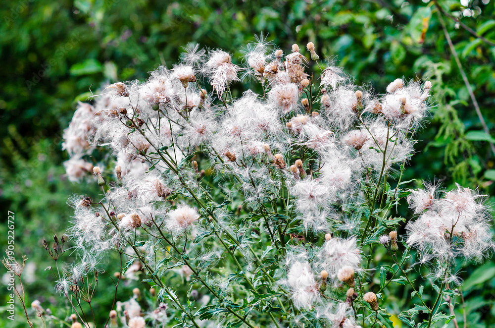 Flowers of thistle seed pods in meadows. Dispersal of seeds by wind ...