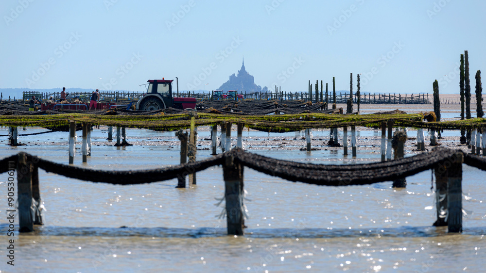 Mussel farming in the bay of Mont Saint-Michel. Cultivation of mussels ...