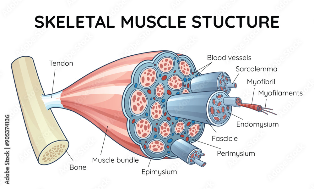 Skeletal muscle anatomy outline diagram. Structure with anatomical ...