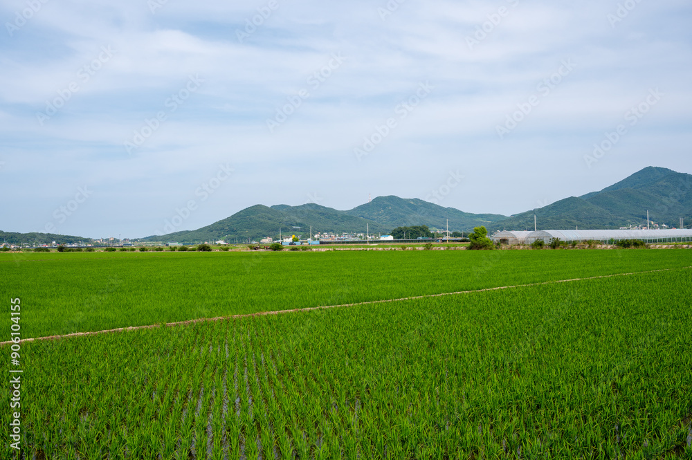 Korean traditional rice farming. Korean rice farming scenery. Korean ...