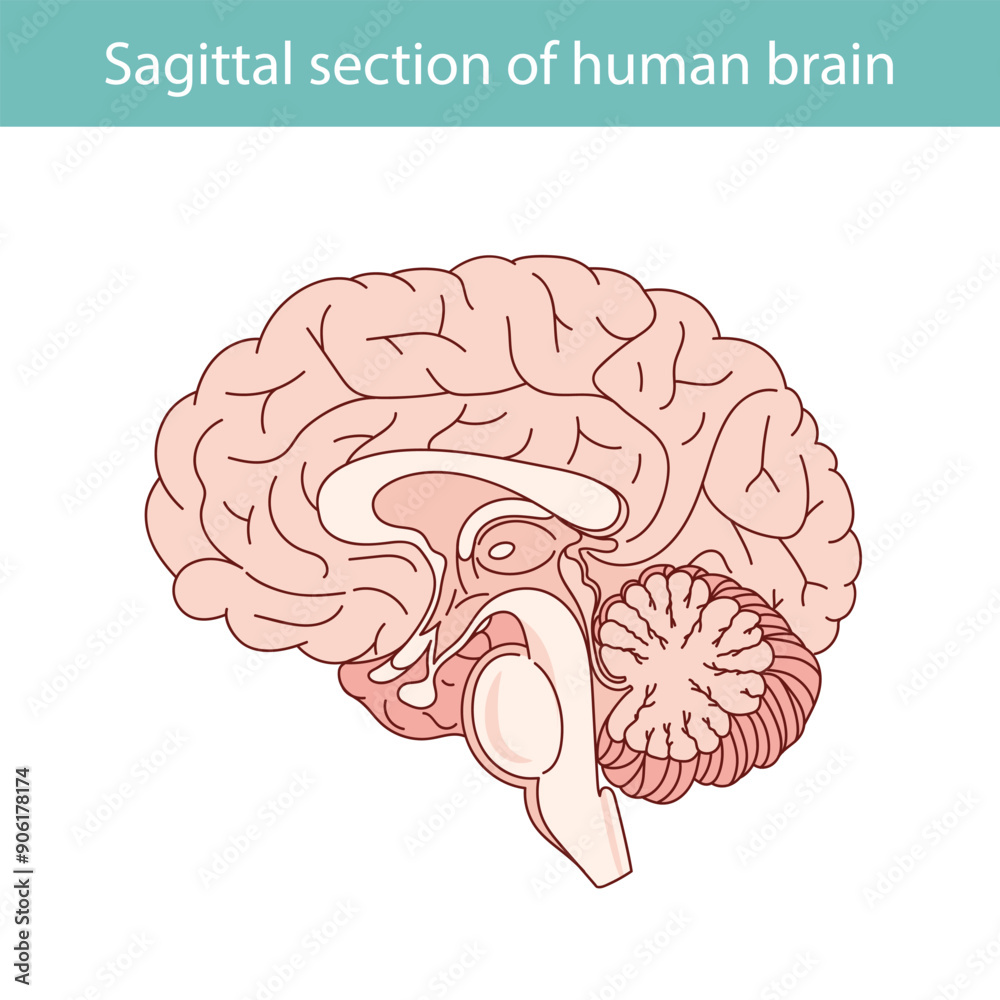 Vector diagram of the internal anatomy of the human brain. Sagittal ...