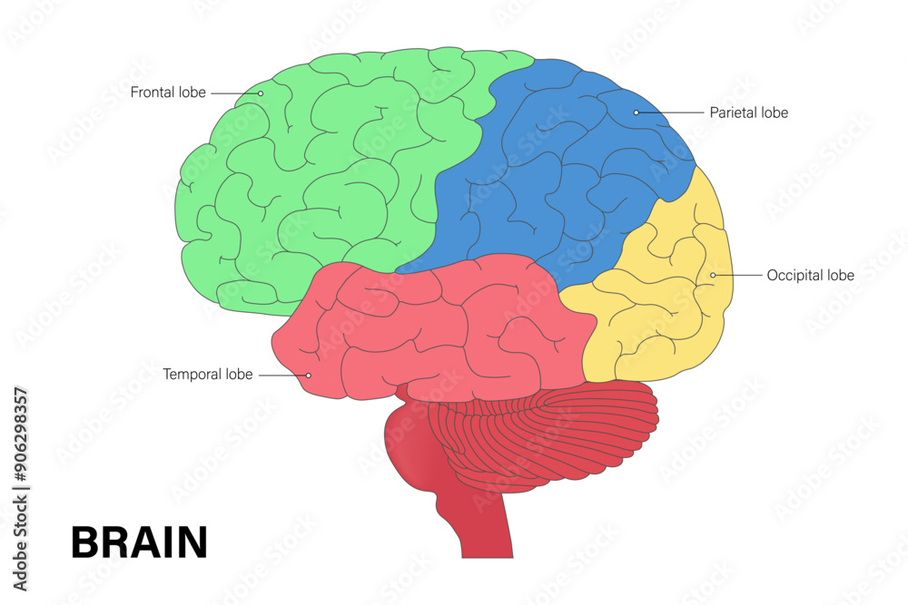 Human brain anatomy vector. Lobes of the brain. Frontal, Parietal ...