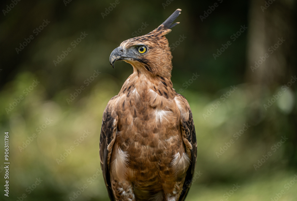 Portrait of a Javan Hawk Eagle , Indonesian National bird, Threatened Species Stock Photo ...