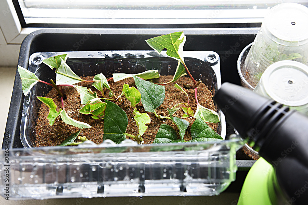 Shrubs or bushes branches propagation in box with sand with spraying ...