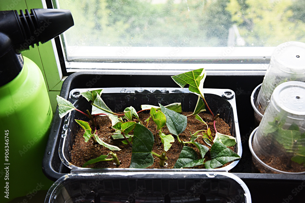 Shrubs or bushes branches propagation in box with sand with spraying ...