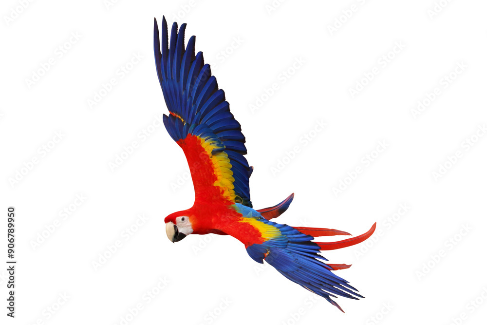 Colorful flying Scarlet Macaw parrot isolated on transparent background ...