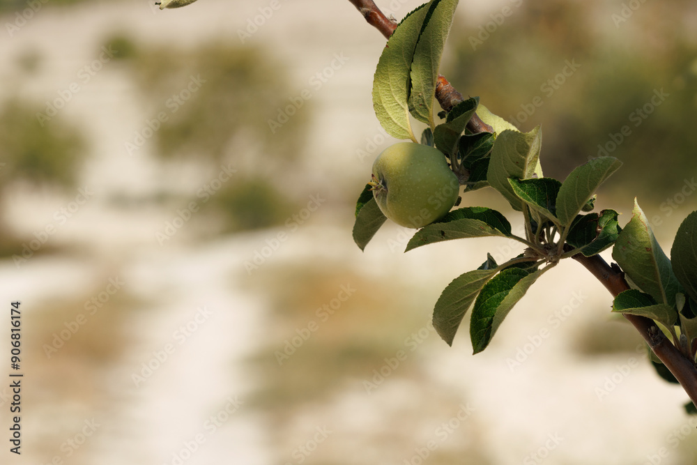 Fruto pomo de árbol Docynia, familia de las rosaceas y fruto parecido a ...