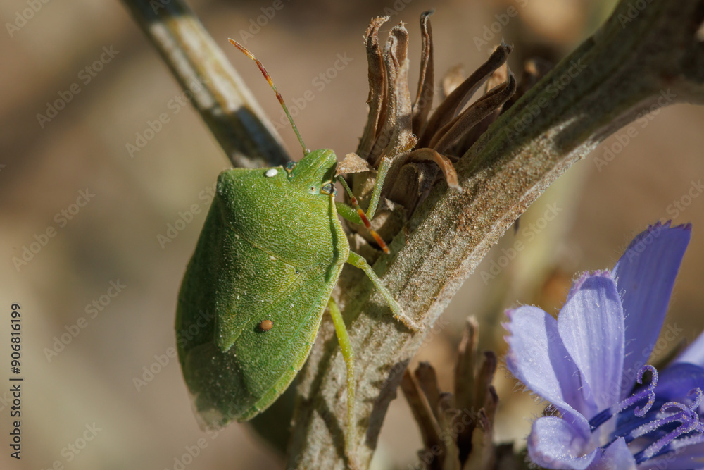 Chinche verde nezara viridula con parásitos caminando en planta de ...